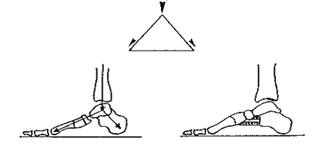 Rôle du pied
